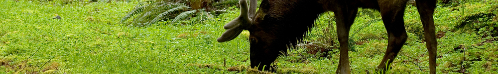 A new Downrigger “Spin” on Herring! | The Outdoor Line Blog